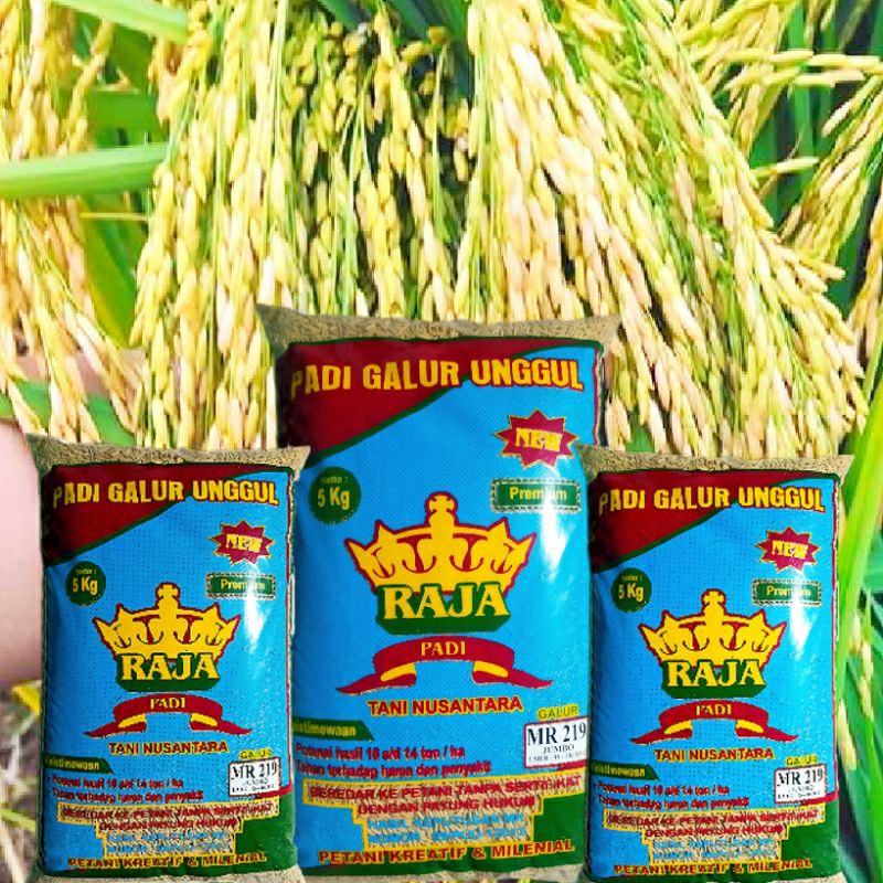 Jual BENIH PADI UNGGUL MR219 JUMBO TERBARU TAHAN REBAH KEMASAN 5KG ...