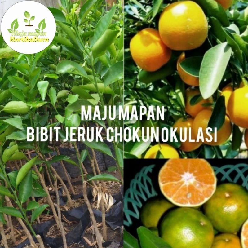 Jual BIBIT JERUK CHOKUN SUPER (UNGGULAN) | Shopee Indonesia