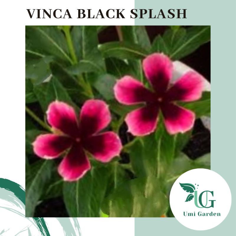 Jual 5 Biji Vinca Nivana Black Splash Benih Bunga Tapak Dara | Shopee ...