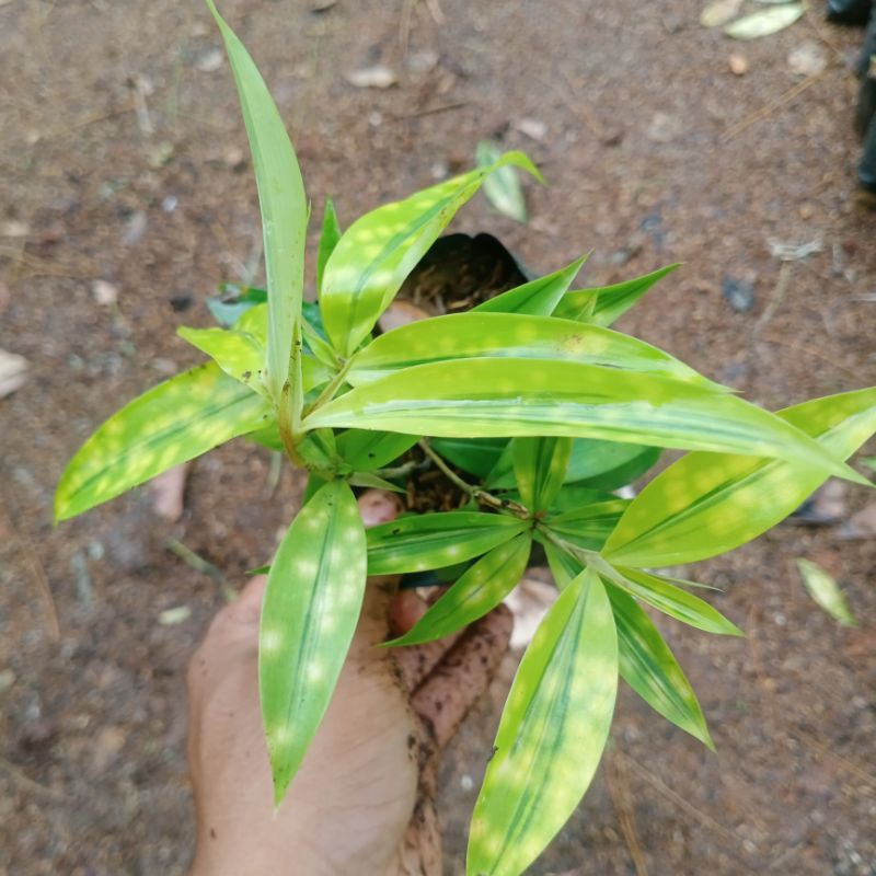 Jual Tanaman Hias Bambu Hoki Dracena golden - Pohon bambu hoki Drascena ...