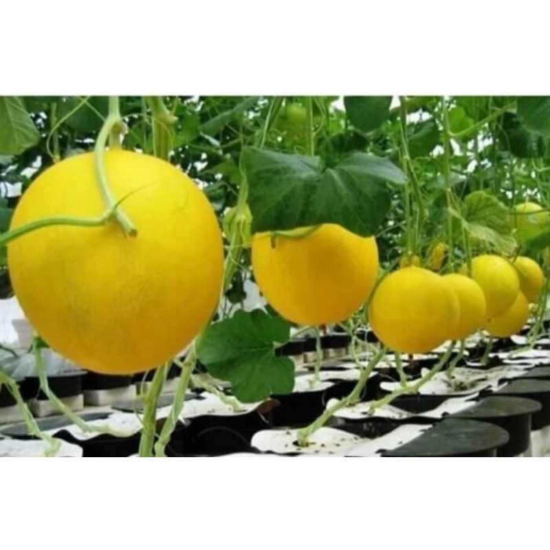 Jual 20++ BIBIT BENIH MELON F1 GOLDEN UNGGULAN | Shopee Indonesia