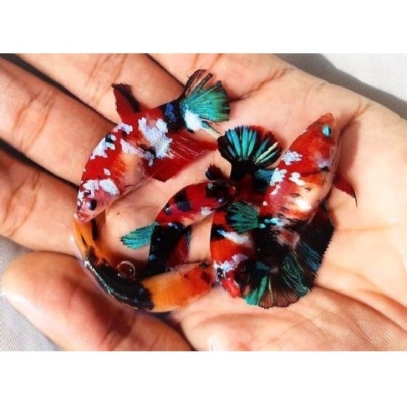 Jual plakat betina Nemo multi | Shopee Indonesia