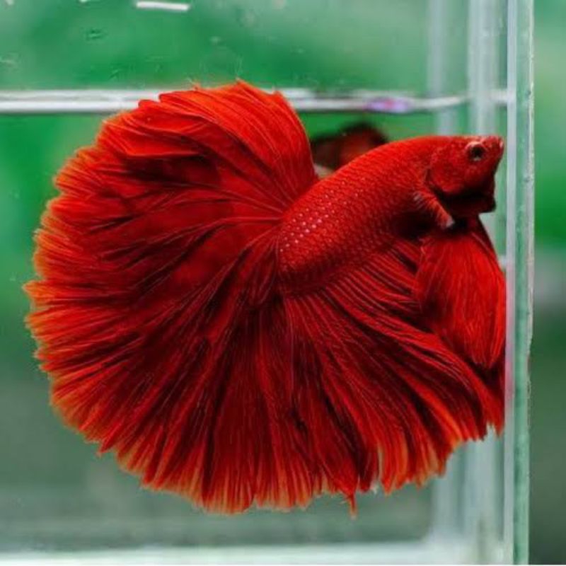 Jual HM Super Red Jumbo | Shopee Indonesia