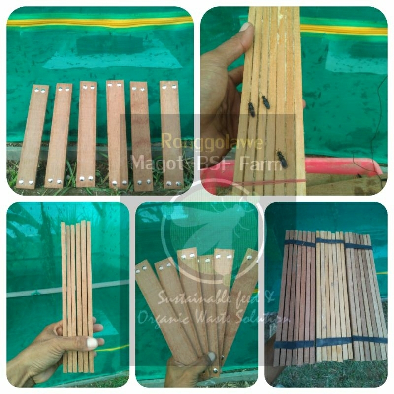 Jual Papan telur lalat BSF /eggies halus siap pakai/ pcs | Shopee Indonesia