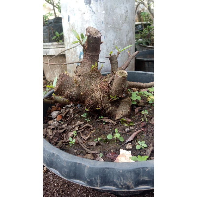Jual Bogel loa | Shopee Indonesia