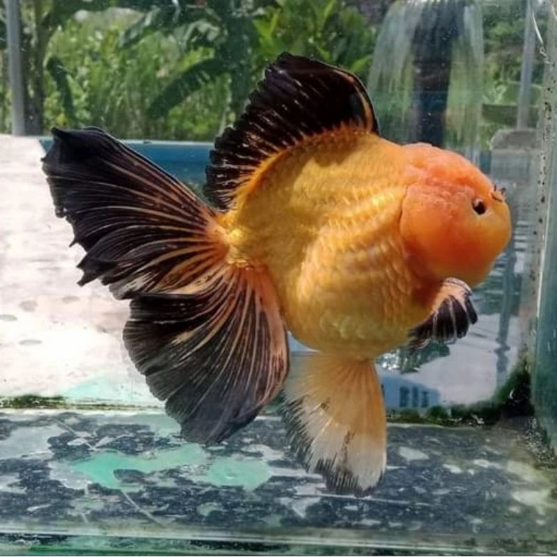 Jual ORANDA BLACK GOLD GRADE A&F1 | Shopee Indonesia