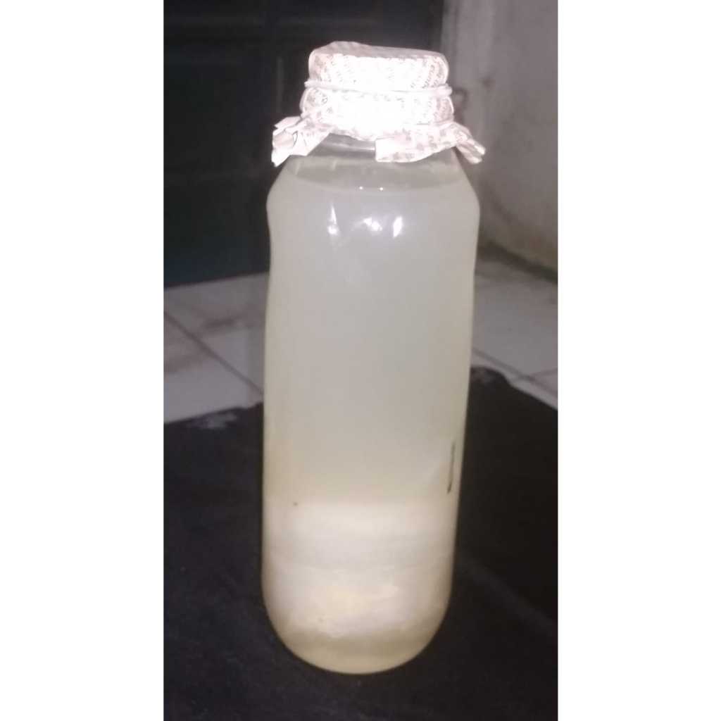 Jual bibit starter nata de coco kecil | Shopee Indonesia