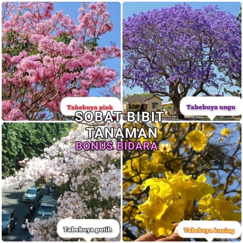 Jual PAKET BUNGA TABEBUYA 4 WARNA | Shopee Indonesia