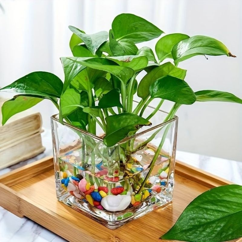 Jual Vas Bunga Kaca Bening Kotako Square Glass | Vas Bening Kaca ...