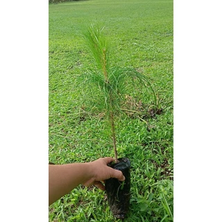 Jual bibit pohon pinus Harga Terbaik & Termurah April 2025 | Shopee ...
