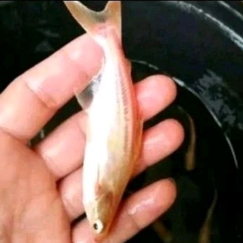 Jual Bibit Patin Albino ukuran 9-10 cm(isi 10 ekor) | Shopee Indonesia