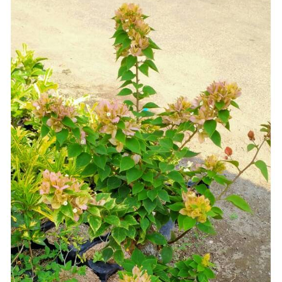 Jual ORIAN BIBIT BUGENVIL MIKRO SINGAPUR KUNING / BOUGENVILLE MIKRO ...