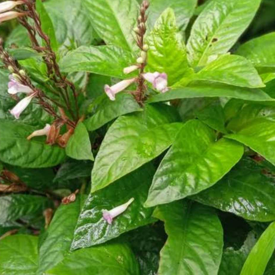 Jual bibit rendeu/Staurogyne elongata berkualitas dengan harga rendah ...
