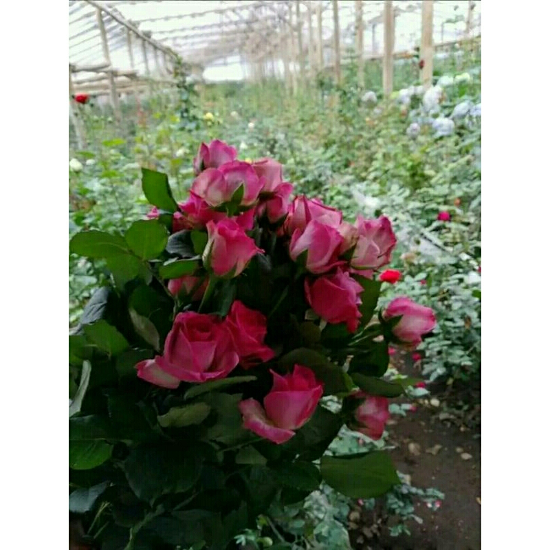 Jual bunga mawar pink candy pertangkai beli 10 gratis 1 asli promo ...