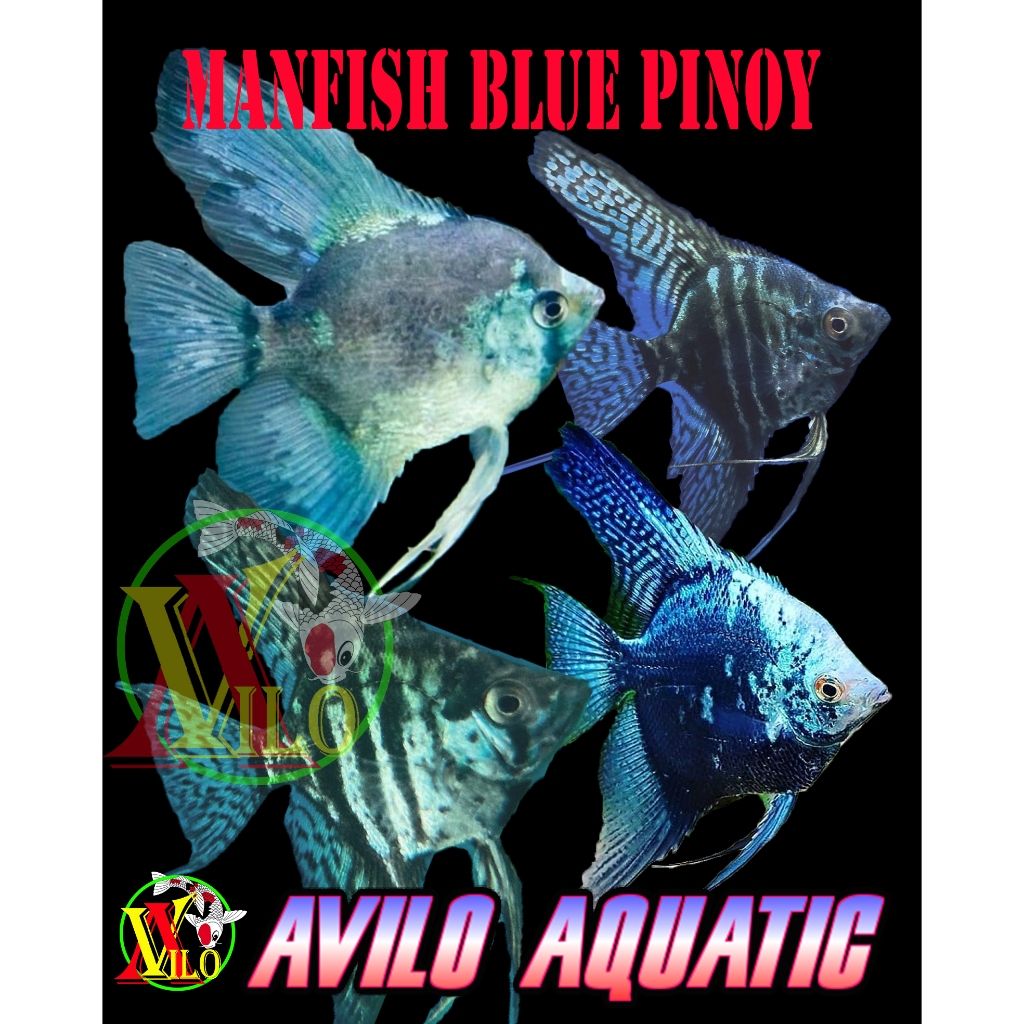 Jual ikan hias aquascape manfish angelfish blue pinoy size sedang ...