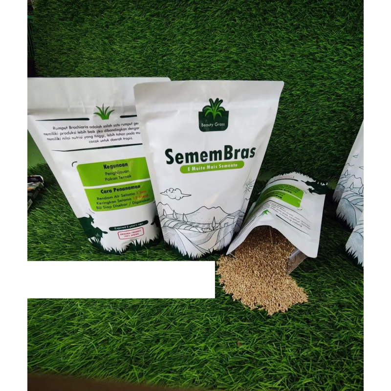 Jual Brachiaria decumbens BEDE GRASS SEED// RUMPUT RUMPUT SIGNAL GRASS ...