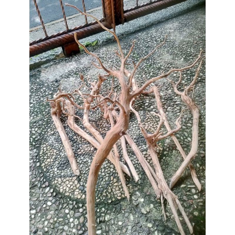 Jual Akar Rasamala aquascape aquarium size ss | Shopee Indonesia