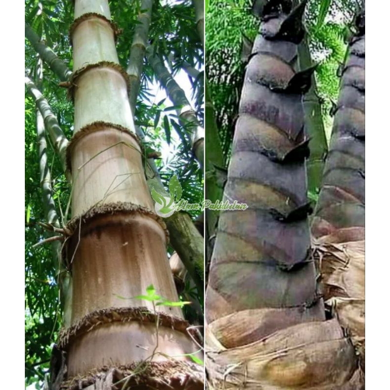 Jual Bibit Bambu Petung / Bambu Bitung Raksasa Sudah Berakar / Bibit ...