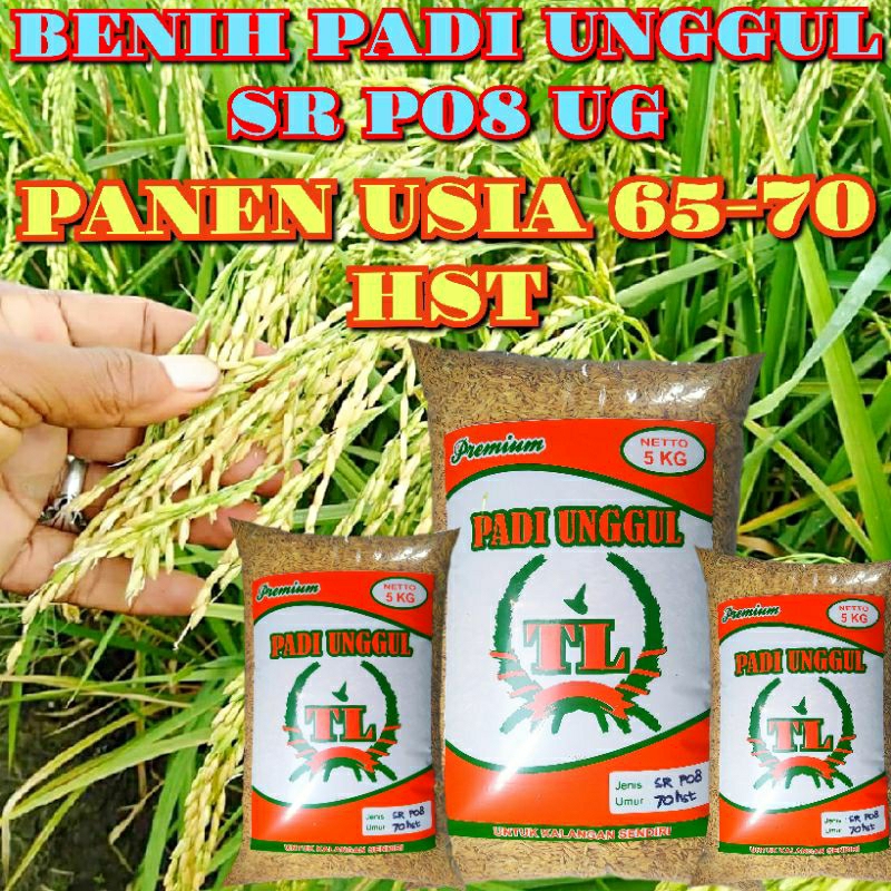 Jual Bibit Benih Padi UNGGUL TERBARU SR P08 ULTRA GENJAH ORIGINAL ...