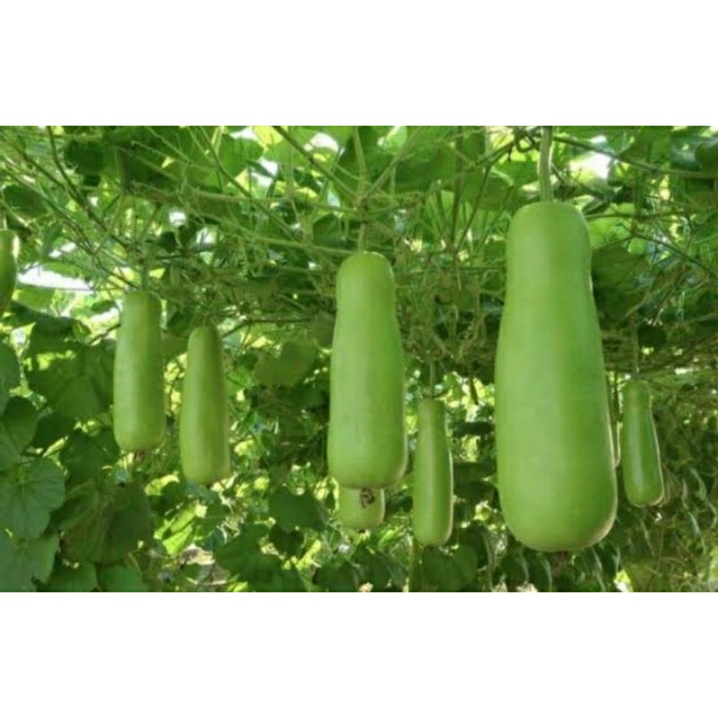 Jual LABU PUTIH/LABU AIR/ SIAP TANAM BERKUALITAS SUPER ISI 1KG | Shopee ...