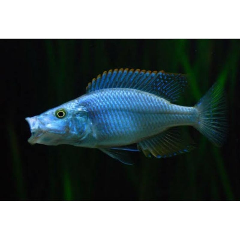Jual cichlid jendral 3 - 4 cm | Shopee Indonesia