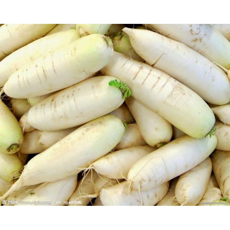 Jual Lobak putih White Radish 1 kg | Shopee Indonesia
