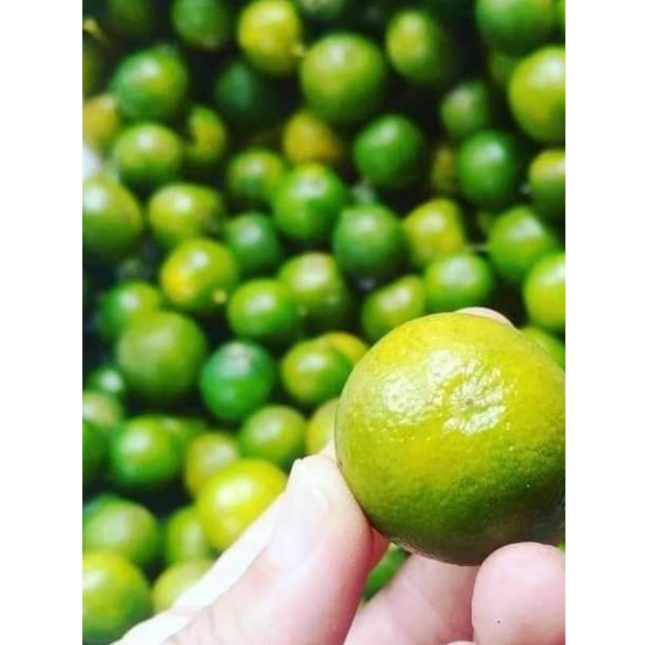 Jual Jeruk Kasturi Bahan Asinan Kuah Ikan Jeruk Kunci Sonkit Jeruk Kip ...