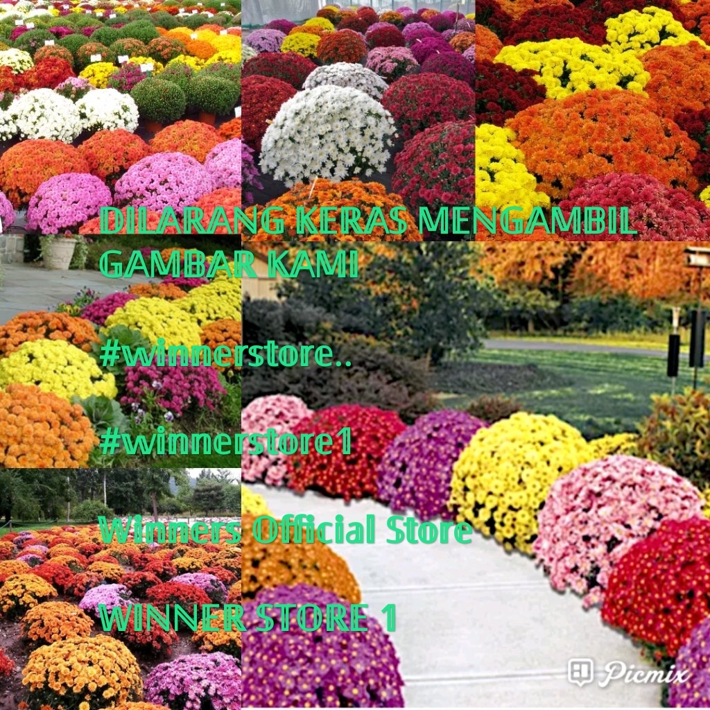 Jual Bibit Benih Bunga Krisan Chrysanthemum Ground Mix (5 Butir ...
