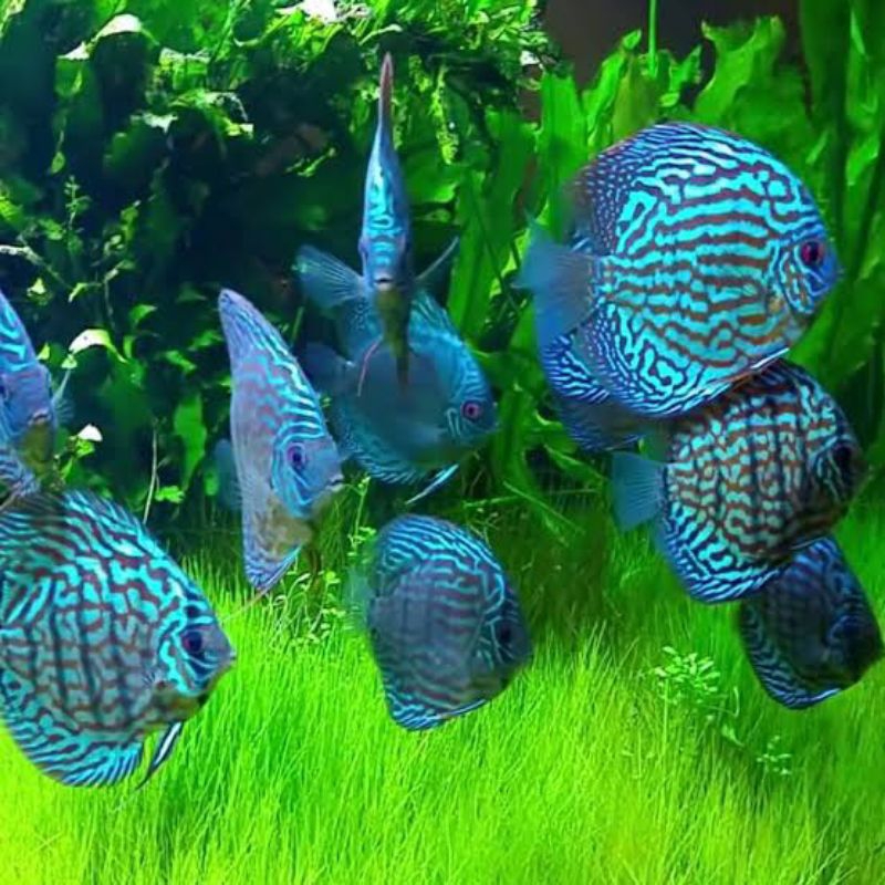 Jual Packing Styrofoam Discus Blue Turquoise 2cm | Shopee Indonesia