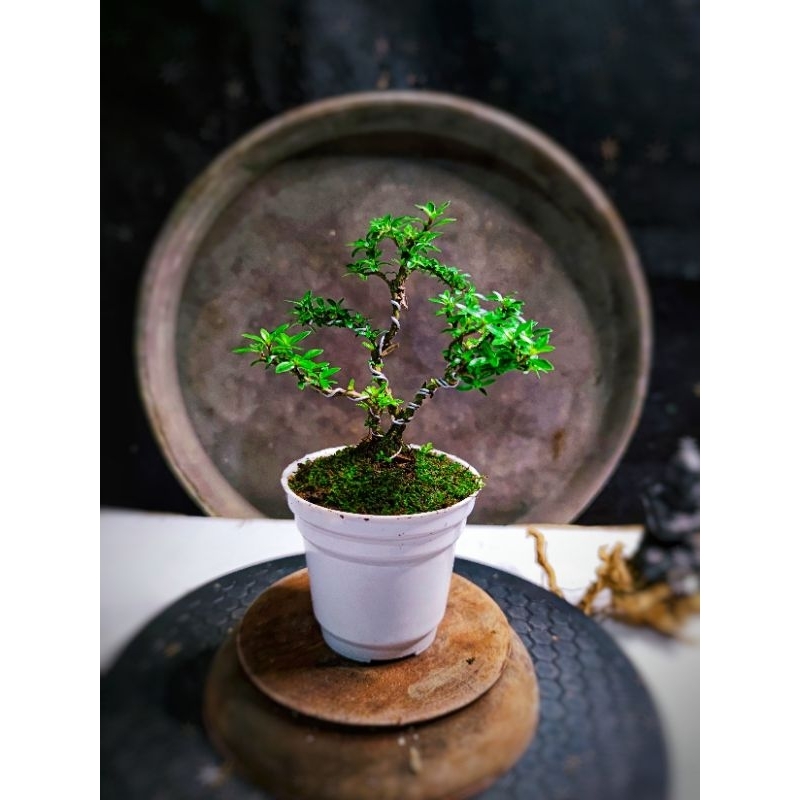 Jual Bonsai Mini Bonsai Shohin Serisa Japonica Super Micro || Realpict ...