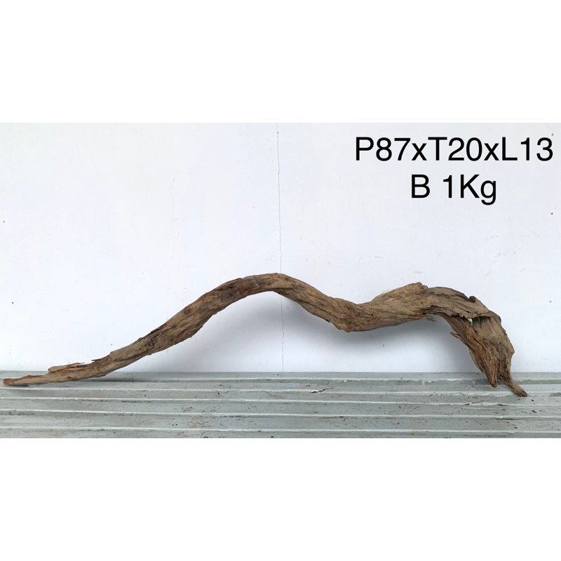 Jual Kayu Santigi Laut Asli Sulawesi 80-120cm | Shopee Indonesia