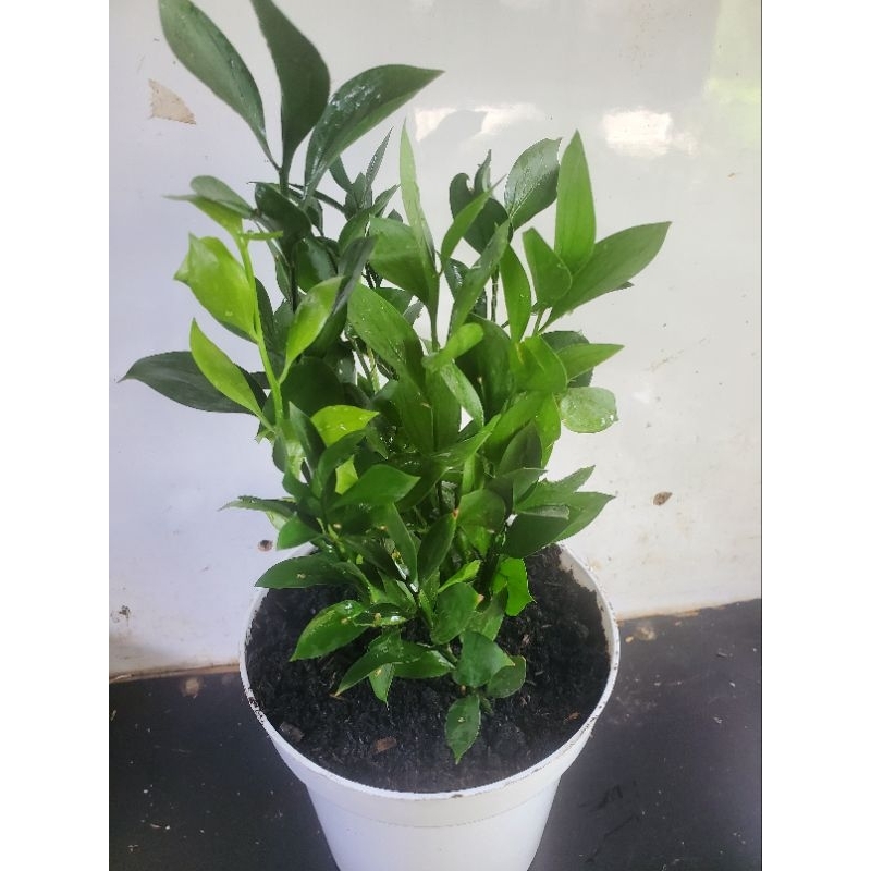 Jual tanaman ruskus rimbun plus pot putih | Shopee Indonesia