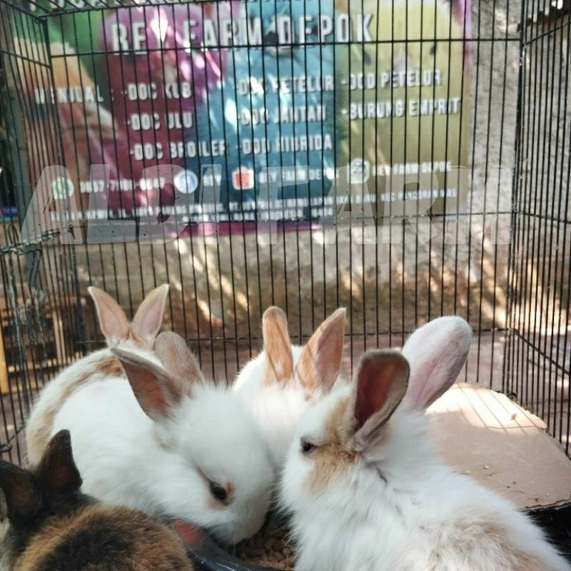 Jual KELINCI LOKAL / RABBIT | Shopee Indonesia