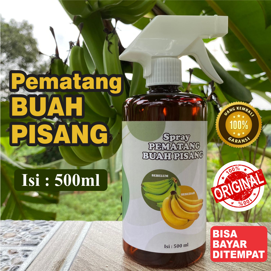 Jual PEMATANG PISANG | MATENG Dalam 2 Hari | PISANG Mateng Secara ...