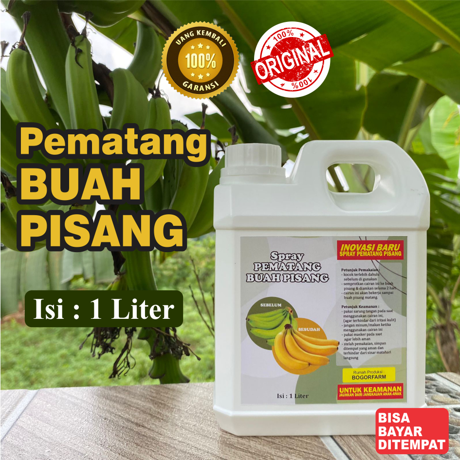 Jual PEMATANG PISANG | MATENG Dalam 2 Hari | PISANG Mateng Secara ...