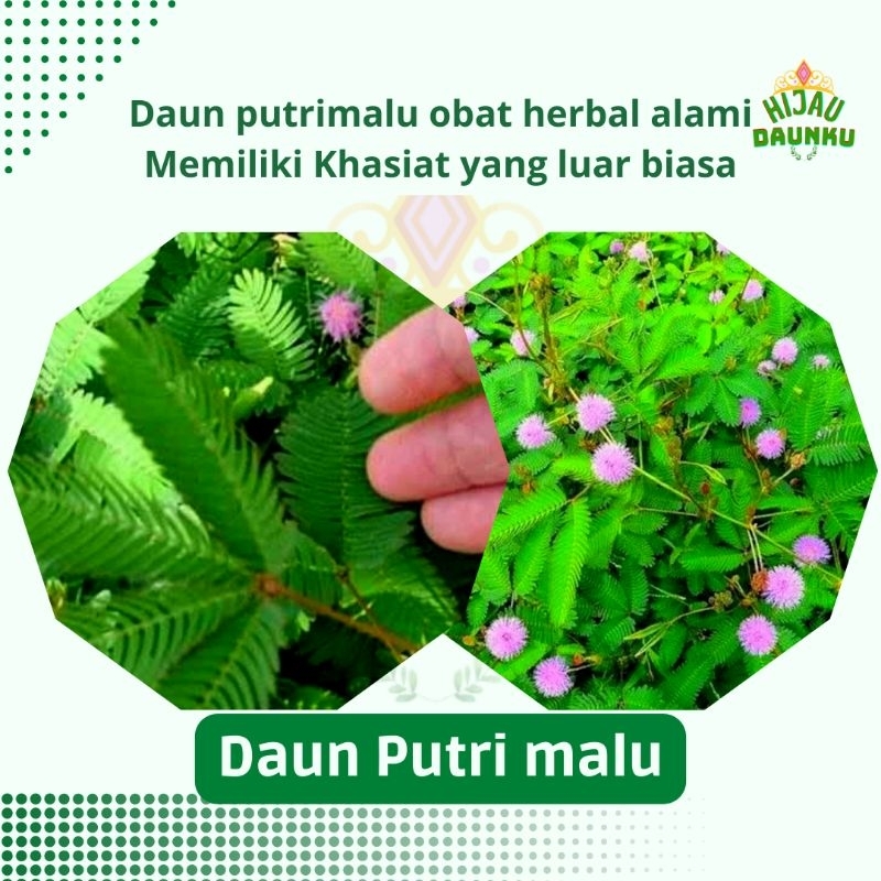 Jual Putrimalu Daun Herbal Obat Alami Tumbuhan Putri Malu atau Mimosa ...