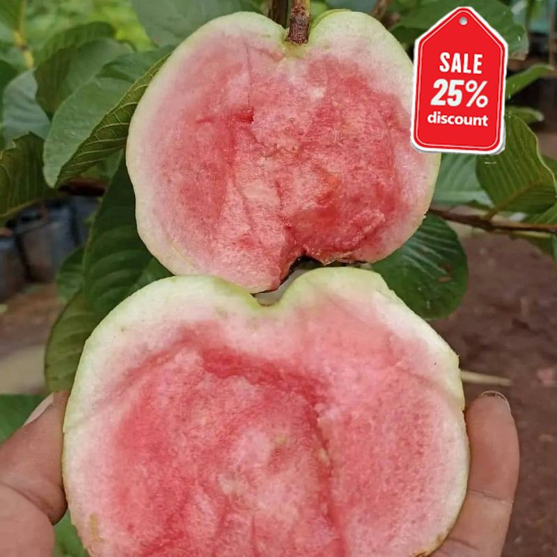 Jual BIBIT JAMBU KRISTAL MERAH JUMBO TANPA BIJI SUDAH BERBUNGA | Shopee ...