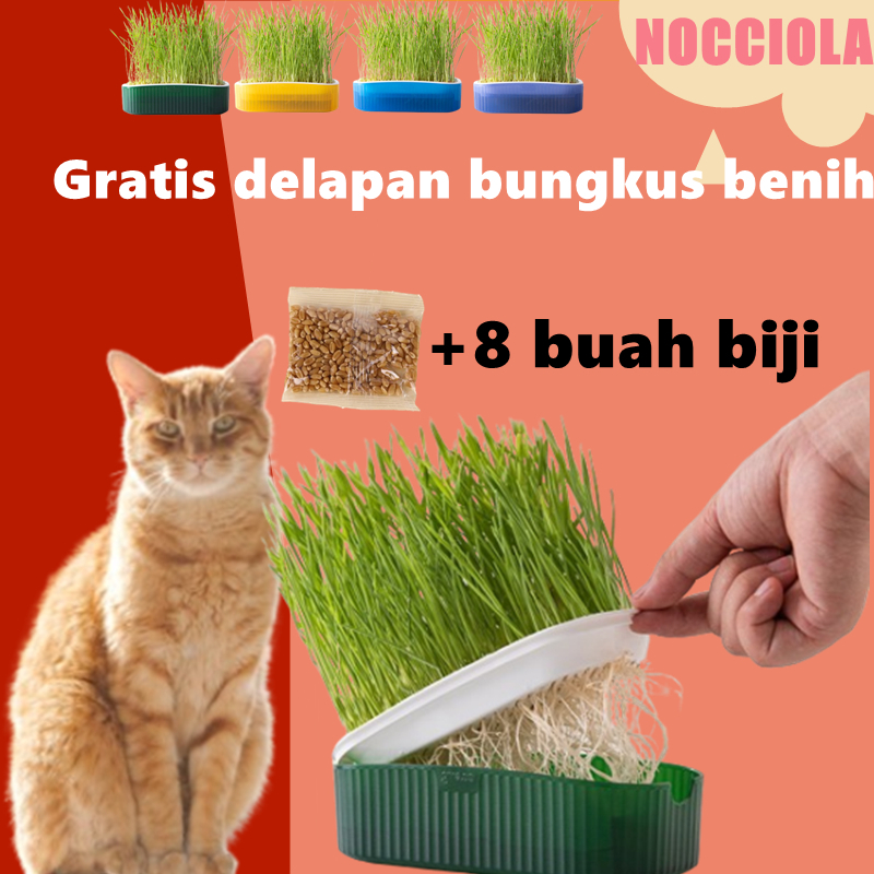 Jual Rumput Kucing Paket Tumbuh Benih Gandum Premium Cat Wheat Grass ...