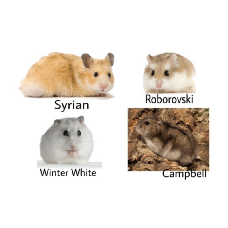 Jual TERMURAH Semua jenis Hamster (Syrian, Campbell, Winter White ...