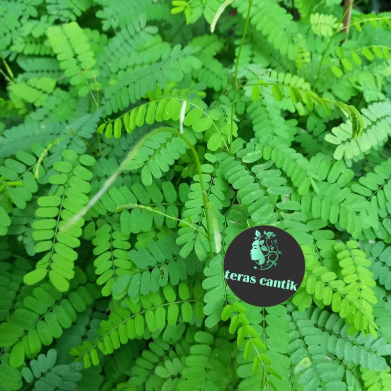 Jual Pohon Saga Tanaman Herbal daun Saga | Shopee Indonesia