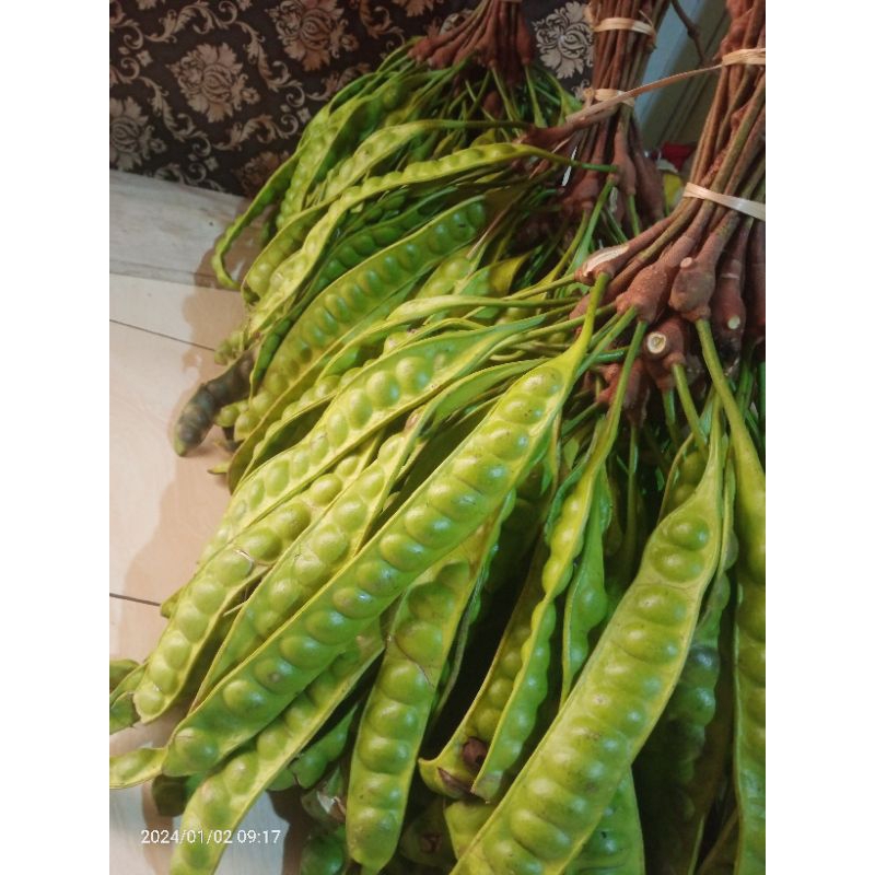Jual Pete padi manis sedang mantap pete wonogiri | Shopee Indonesia