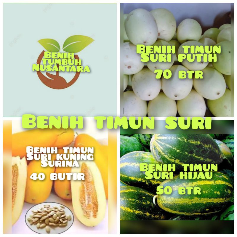 Jual BENIH TIMUN SURI PUTIH,TIMUN SURI SURINA,TIMUN SURI | Shopee Indonesia
