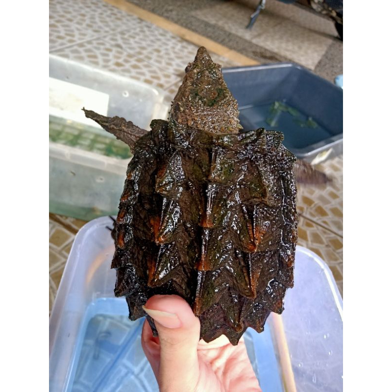 Jual Kura AST (Alligator Snapping Turtle) | Shopee Indonesia