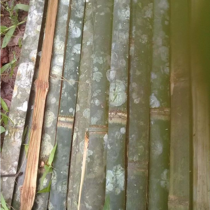 Jual bilah bambu petung ukuran 1m,eter/bambu kuat/bambu tebal | Shopee ...