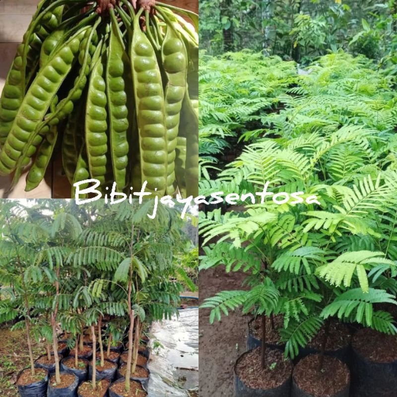 Jual Bibit petai/petei hasil okulasi genjah | Shopee Indonesia