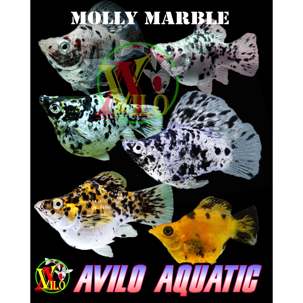 Jual ikan hias aquascape molly moli balon marble loreng hitam mix wanra ...