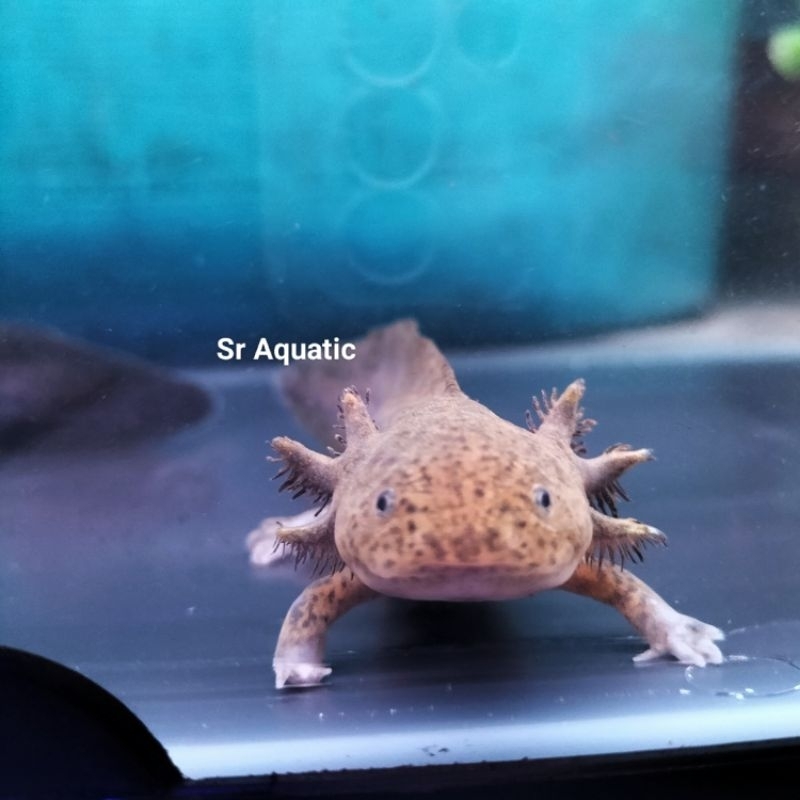 Jual Axolotl Salamander Air Black / axolotl Salamander Air Marble ...