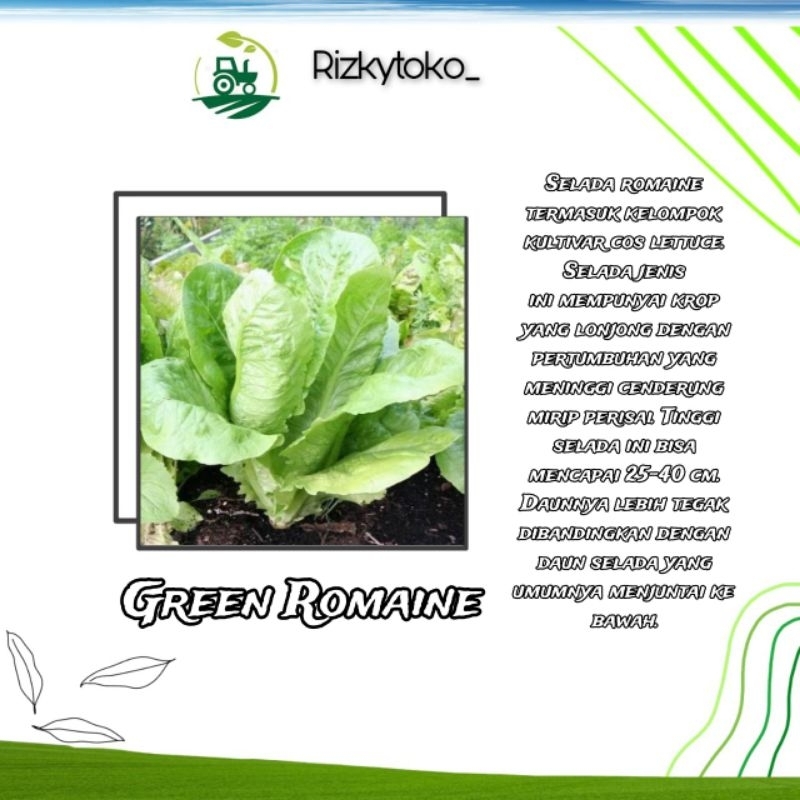 Jual Benih SELADA Green Romaine 65 Seed Repacking | Shopee Indonesia