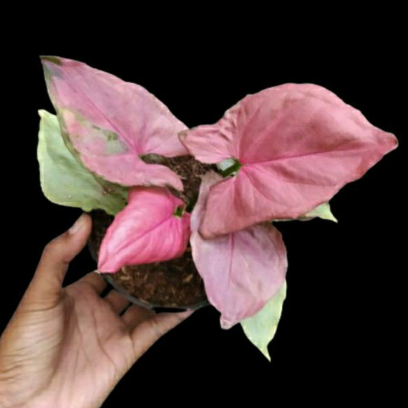 Jual Tanaman hias syngonium pink perfection ORI asli bukan pink biasa ...