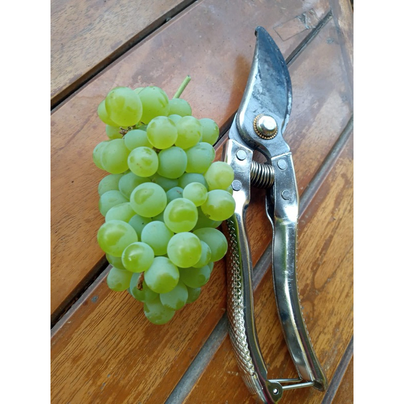 Jual Sultana - Thomson Seedless Tanaman Anggur Premium | Shopee Indonesia